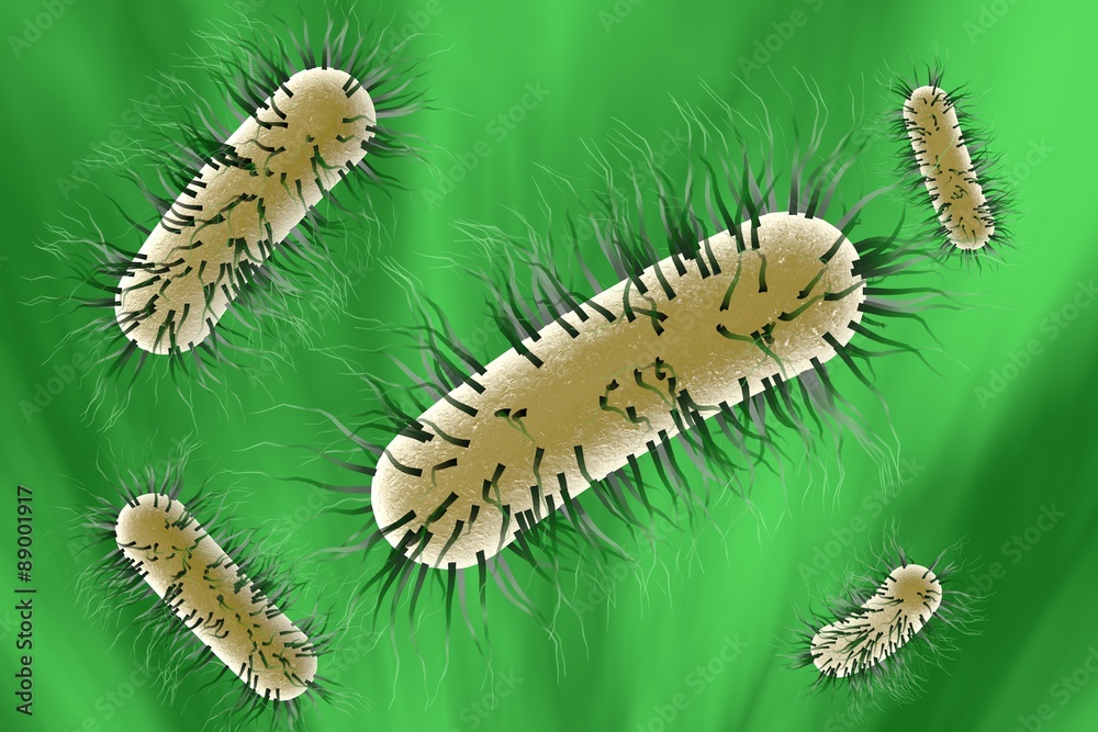 Microscopic view of Escherichia coli, Salmonella, enteric bacteria on ...
