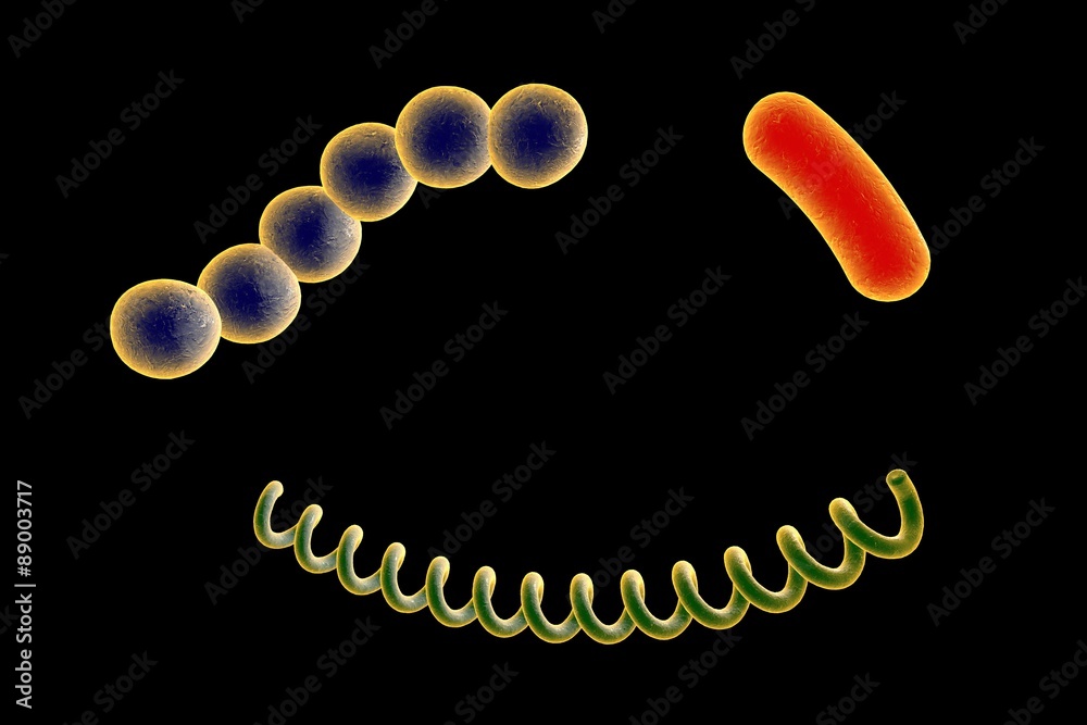 Bacteria of different shapes. Spherical bacteria (cocci), rod shaped bacteria, spiral bacteria ...