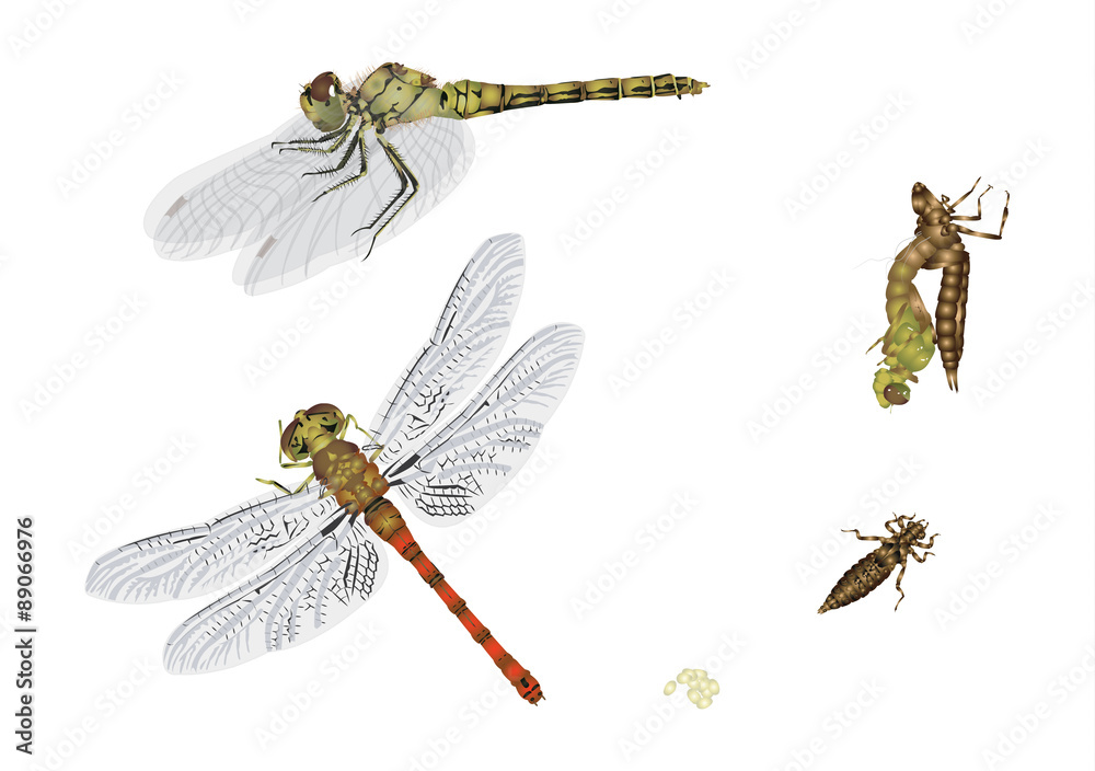 Life cycle of dragonfly Stock Vector | Adobe Stock