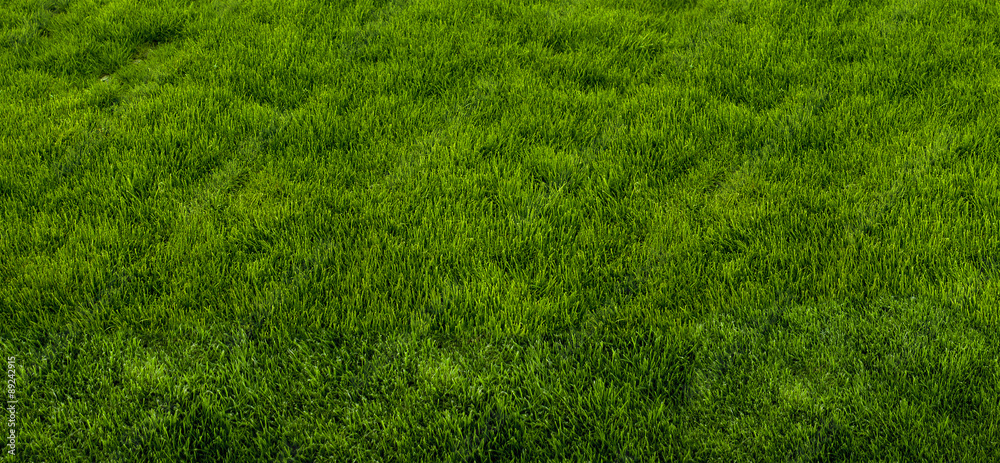 Green grass texture from a park Stock Photo | Adobe Stock