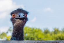 Emu Free Stock Photo - Public Domain Pictures