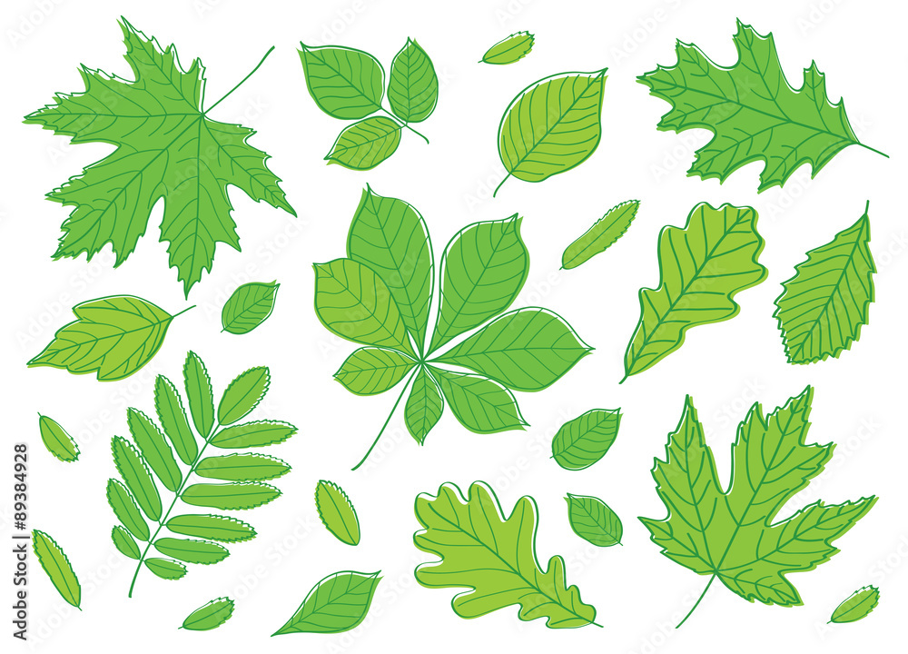 Hand drawing summer leaves. A big set of images of leaves of different ...