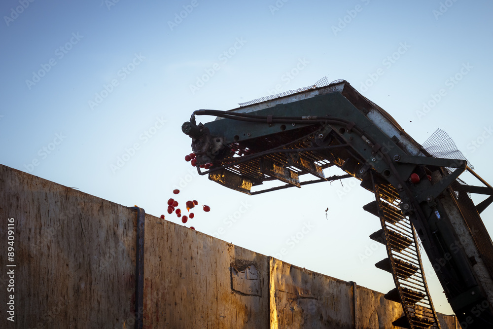 Cosechando tomate. Cosechadora y tractor con remolque recogiendo el ...