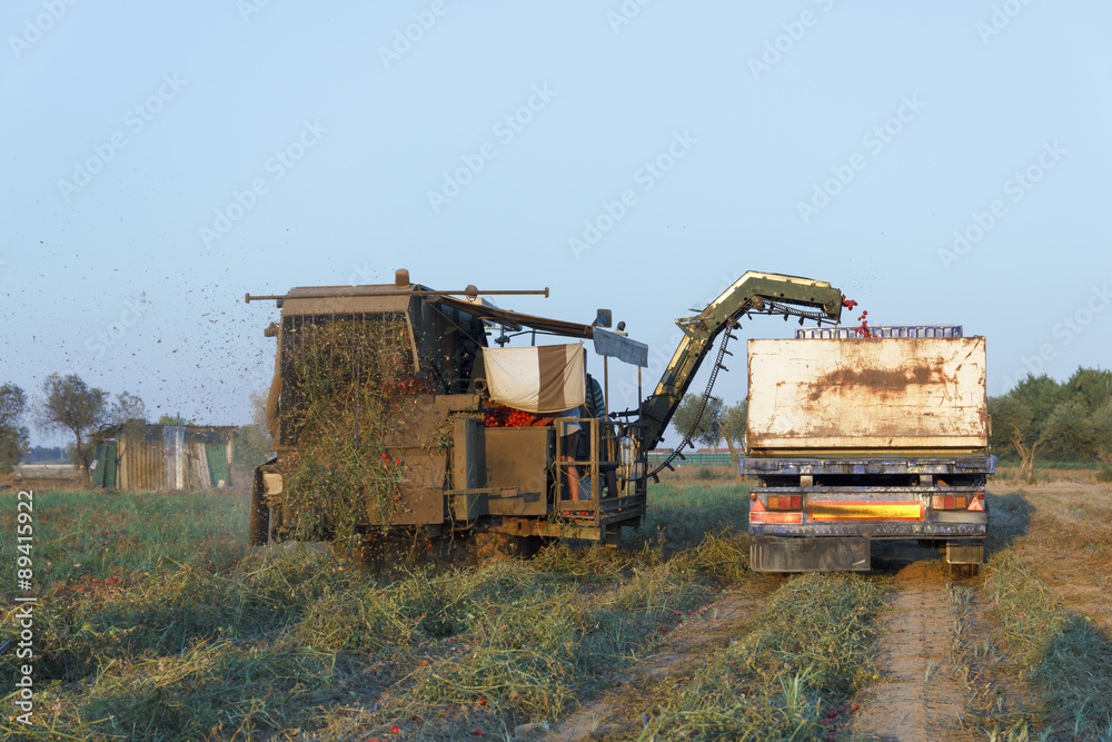 Cosechando tomate. Cosechadora y tractor con remolque recogiendo el ...