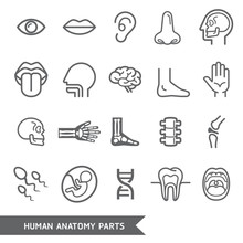 Anatomy Doodles Free Stock Photo - Public Domain Pictures