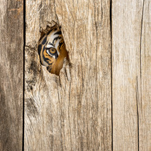 Peeking Tiger Free Stock Photo - Public Domain Pictures