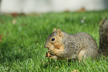 Squirrel Eating Seeds In Grass Free Stock Photo - Public Domain Pictures