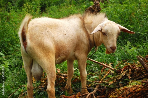 Male goat showing his big testicles photo image Stock Photo | Adobe Stock