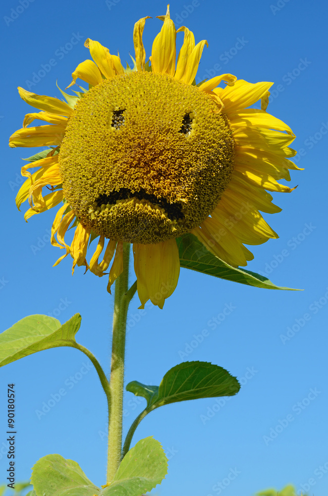 Flower of sunflower sad physiognomy (sadness, despair, depressio Stock ...