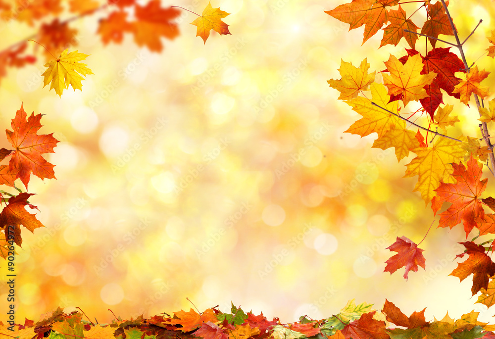 autumn background with maple leaves Stock Photo | Adobe Stock