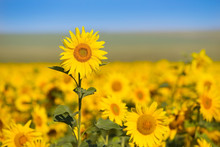 Sunflower And Bees Free Stock Photo - Public Domain Pictures