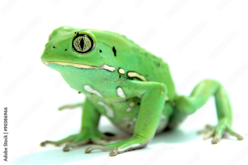 Foto de Stock waxy monkey tree frog | Adobe Stock