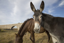 Mule Free Stock Photo - Public Domain Pictures