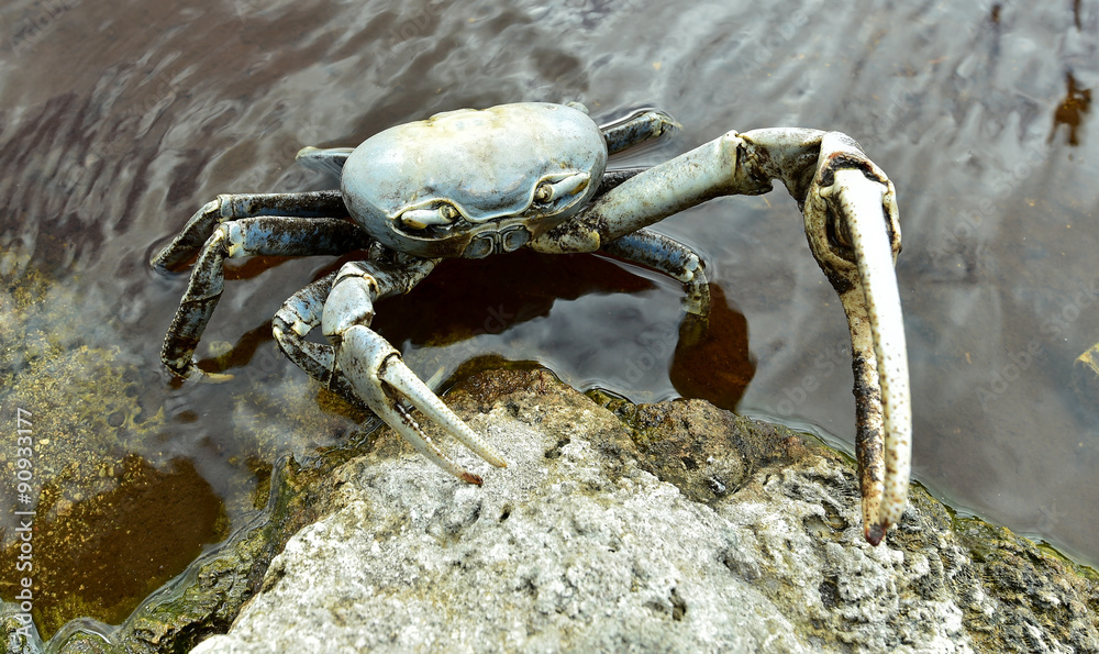 Blue Land Crab (Cardisoma Guanhumi) Mangrove Land Crab likely to be ...