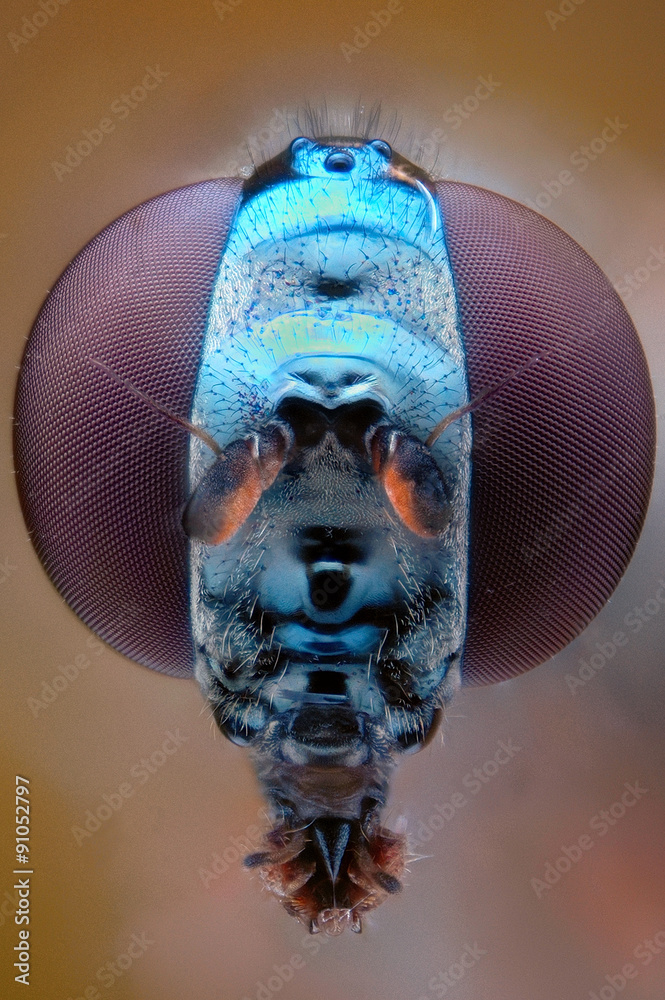 Microfotografia de la cabeza de un tabano utilizando la tecnica del ...