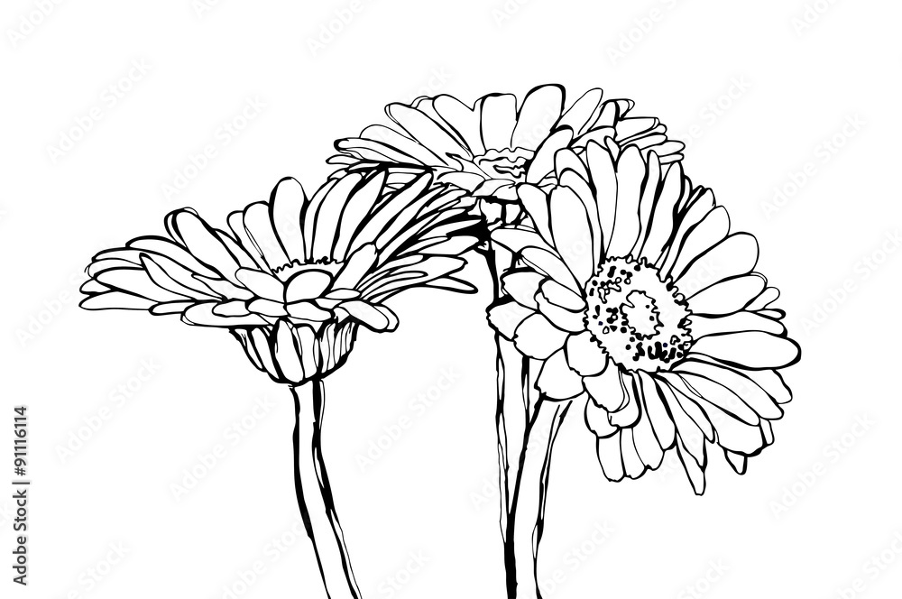 Kwiaty Gerbery, rysunek Stock Illustration | Adobe Stock