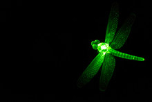 Night Dragonflies Free Stock Photo - Public Domain Pictures