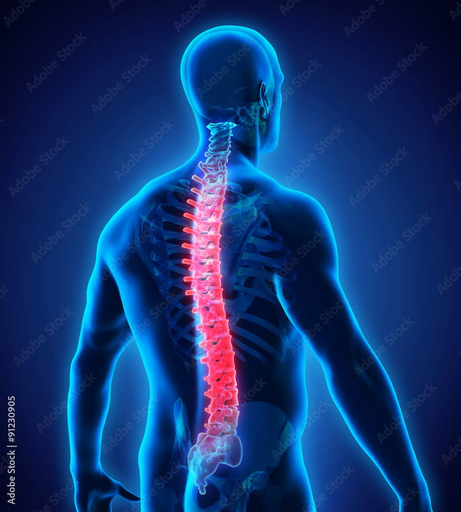 Human Male Spine Anatomy Stock Illustration | Adobe Stock