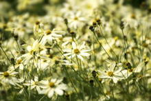 White Coreopsis Close-up Free Stock Photo - Public Domain Pictures
