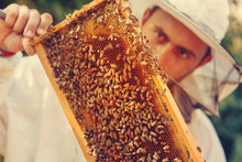 Bee Keeper Free Stock Photo - Public Domain Pictures