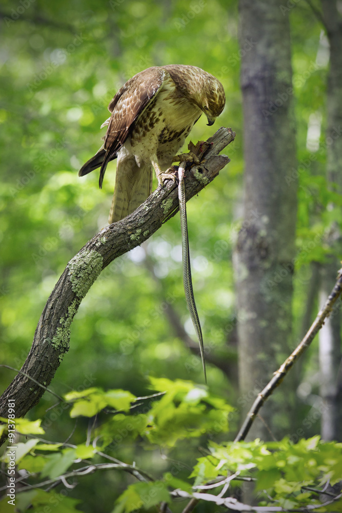Red tail hawk in tree, with garter snake in its talons, at Case ...