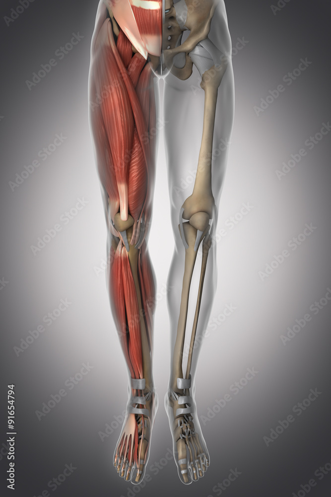 Leg anatomy - muscle, bone, cartilage, ligament Stock Illustration ...