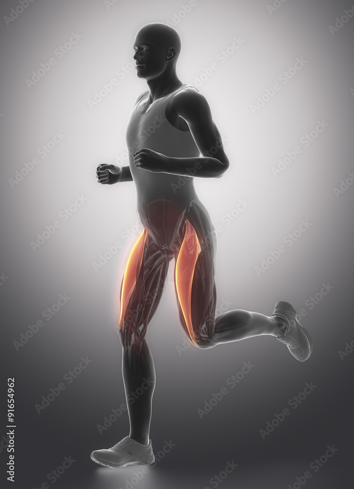 Rectus femoris - human muscle anatomy Stock Illustration | Adobe Stock