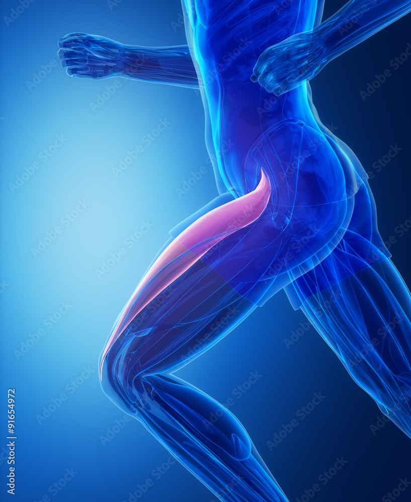 Rectus femoris - human muscle anatomy Stock Illustration | Adobe Stock