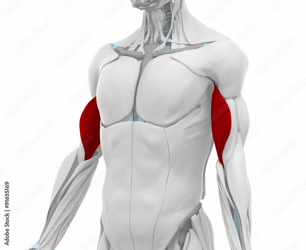 Biceps brachii - Muscles anatomy map Stock Illustration | Adobe Stock
