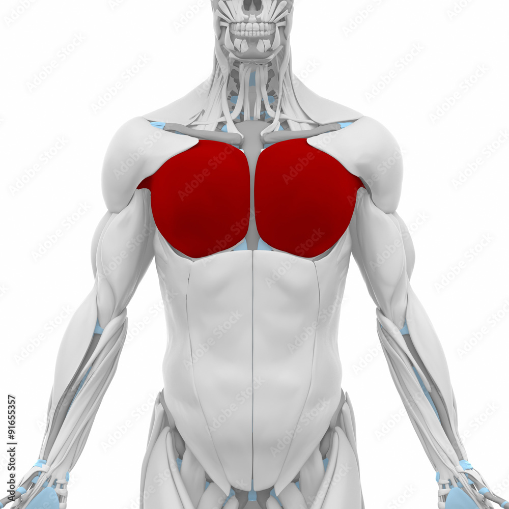 pectoralis major - Muscles anatomy map Stock Illustration | Adobe Stock