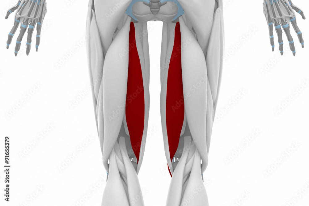 semitendinosus - Muscles anatomy map Stock Illustration | Adobe Stock