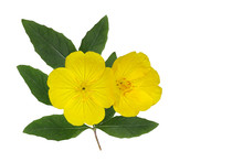 Evening Primrose Flower Free Stock Photo - Public Domain Pictures