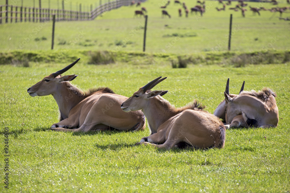 Eland animal Stock Photo | Adobe Stock