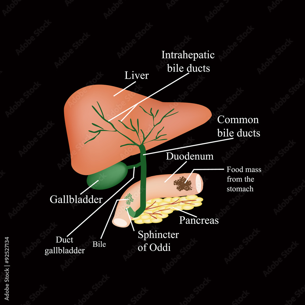 The anatomical structure of the liver, gallbladder, bile ducts Stock ...