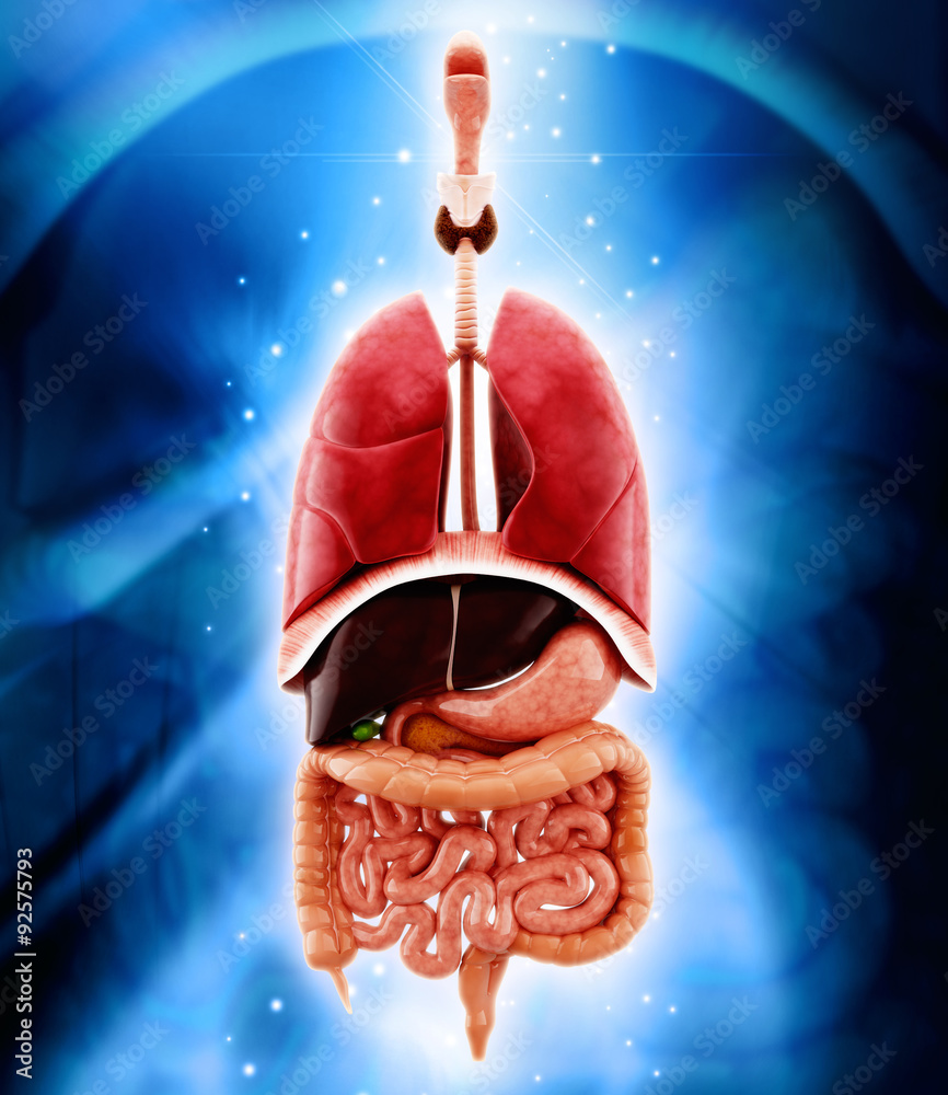 Human anatomy digestive system cutaway,human heart, including mouth ...