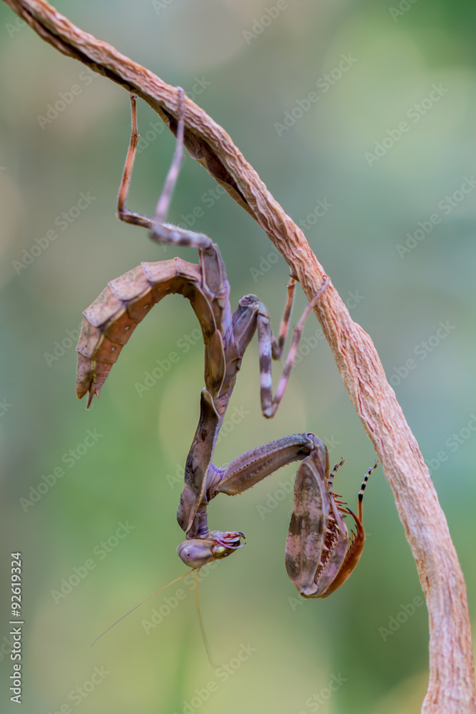 Stock-Foto „Indonesian double shield mantis“ | Adobe Stock