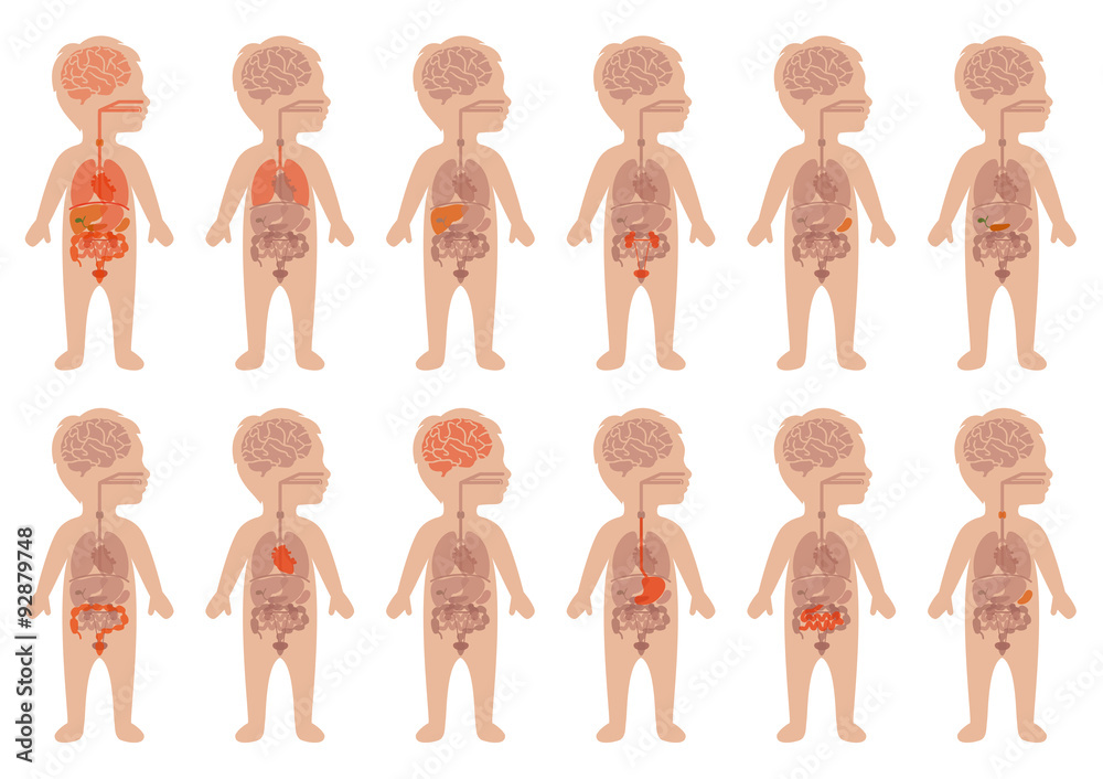 kid body, medical illustration, human organs, child anatomy Stock ...