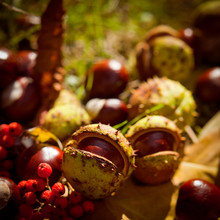 Conkers With A Leaf Free Stock Photo - Public Domain Pictures