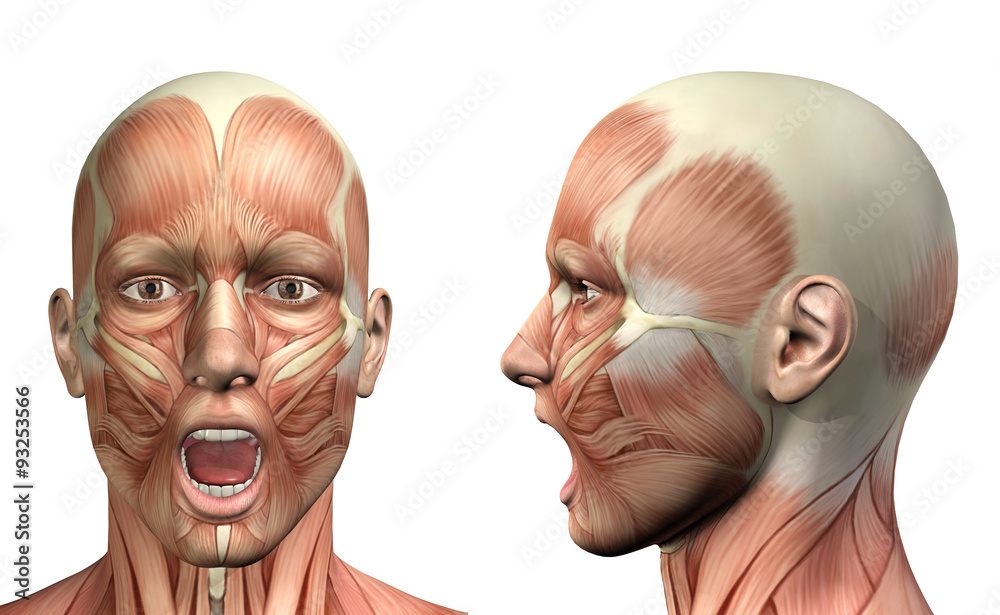 3D male medical figure showing mandible depression front and sid Stock ...