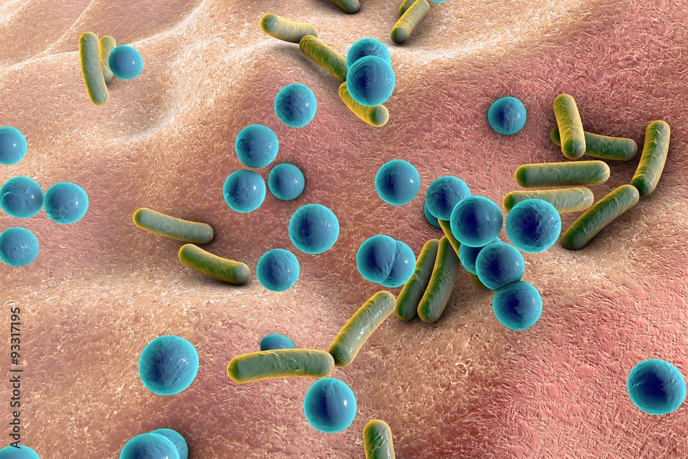 Rod-shaped and spherical bacteria on skin or mucous membrane ...