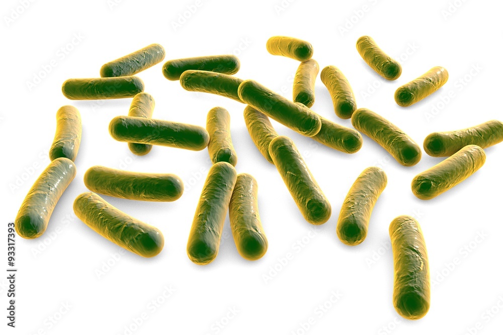 Rod-shaped bacteria isolated on white background, Escherichia coli ...