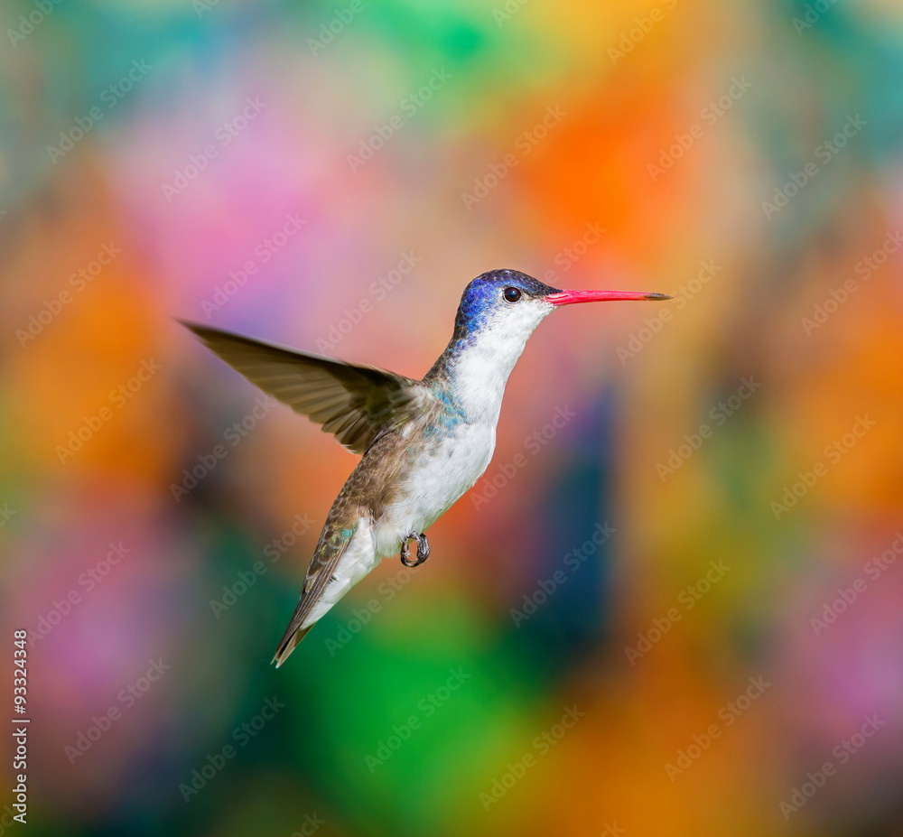 Violet Crowned Hummingbird. Using different backgrounds the bird ...