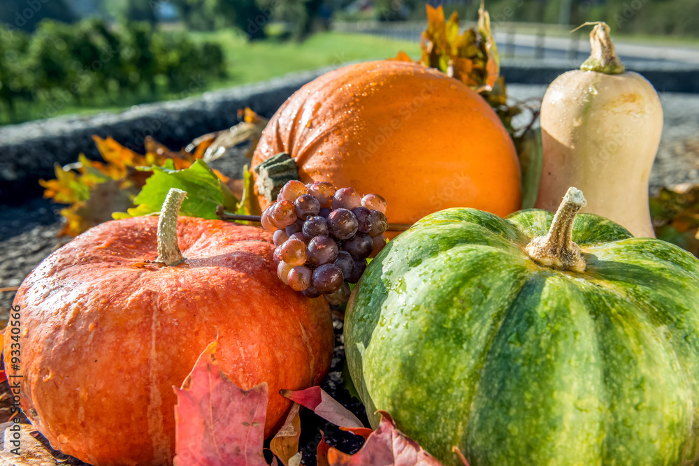 Autumn harvest of various pumpkins with drops of water: butternut ...