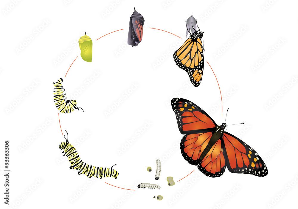 Life Cycle Of A Butterfly Clipart