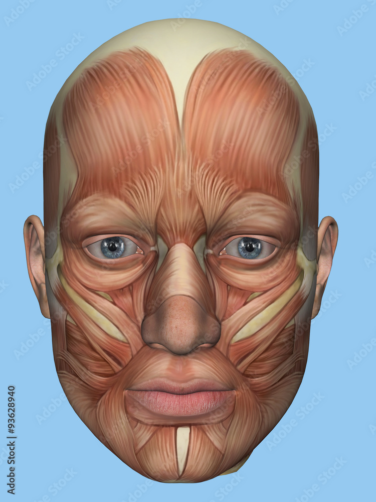 Anatomy front view of major face muscles of a male including ...
