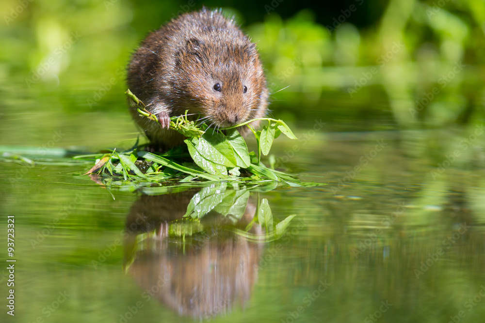 Water Vole Stock Photo | Adobe Stock