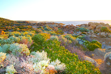 Australian Bush Scene Free Stock Photo - Public Domain Pictures