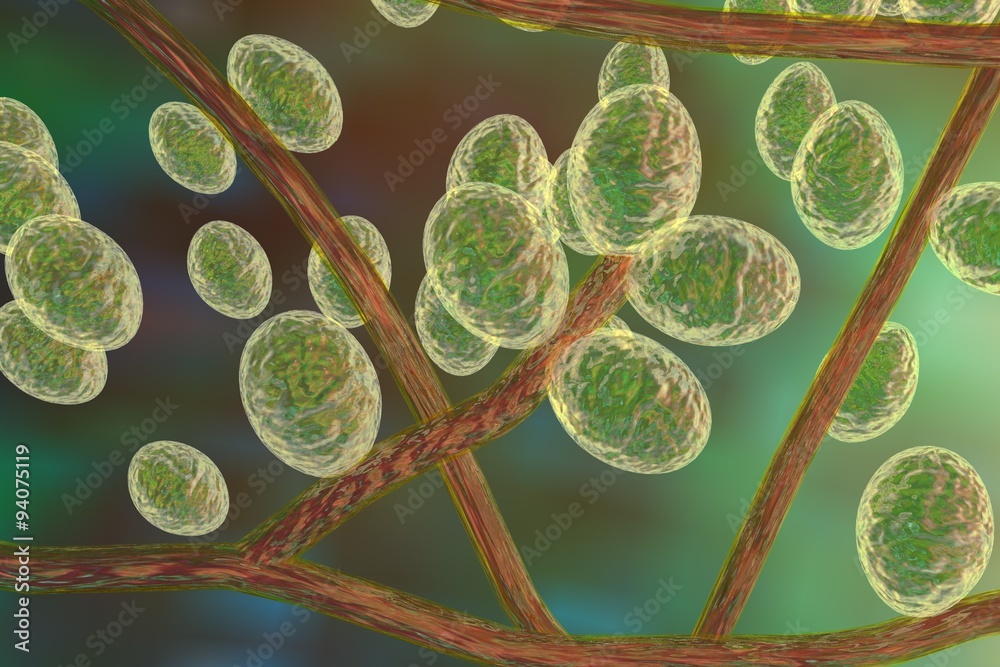 Microscopic illustration of fungi Trichophyton rubrum which cause tinea ...