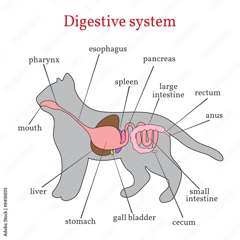 Digestive system of the cat. Stock Vector | Adobe Stock