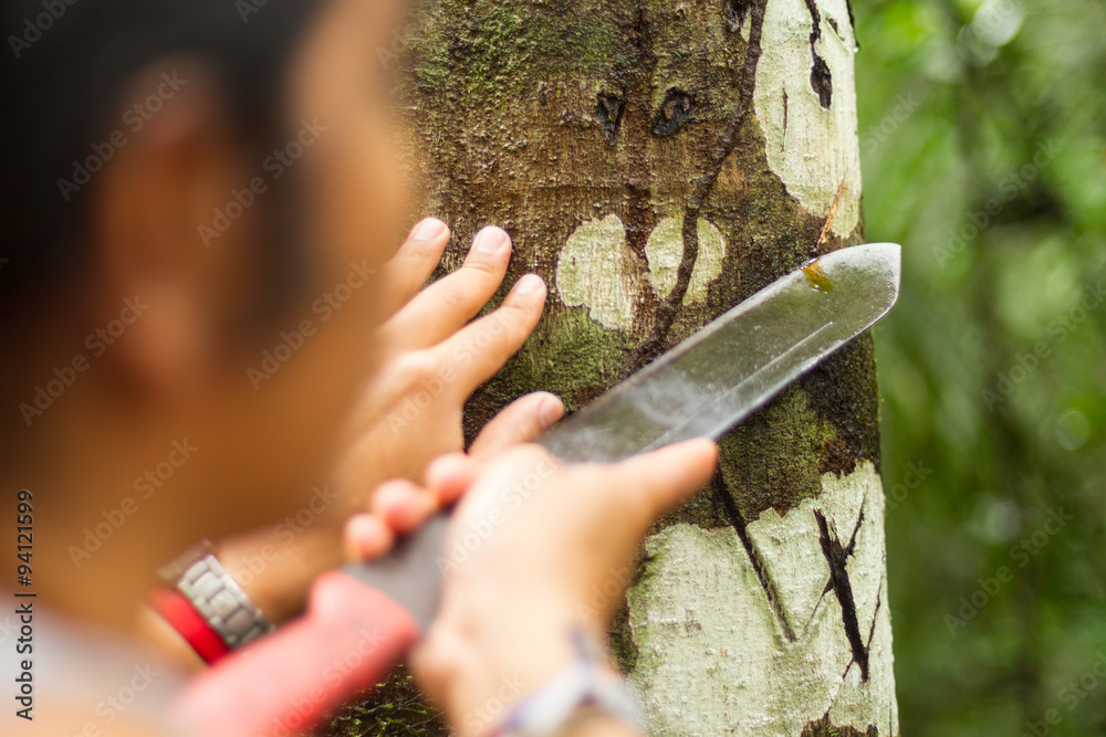 Indigenous people extract medicinal sap from the Croton lechleri tree ...
